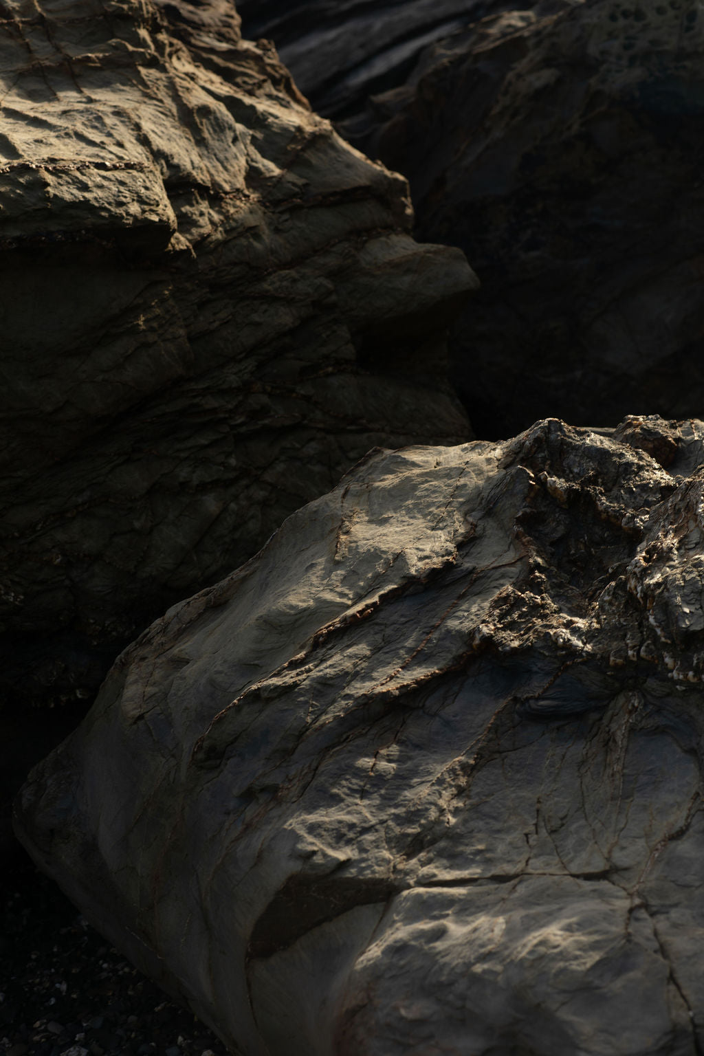 Kelp Root Collection – Kelpi Studio